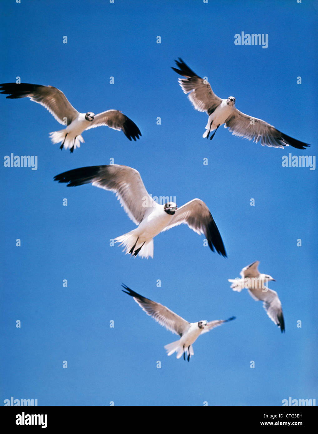 1980s A COLONY SCREECH FLOCK OR SQUABBLE OF SEAGULLS HOVERING IN SKY ...