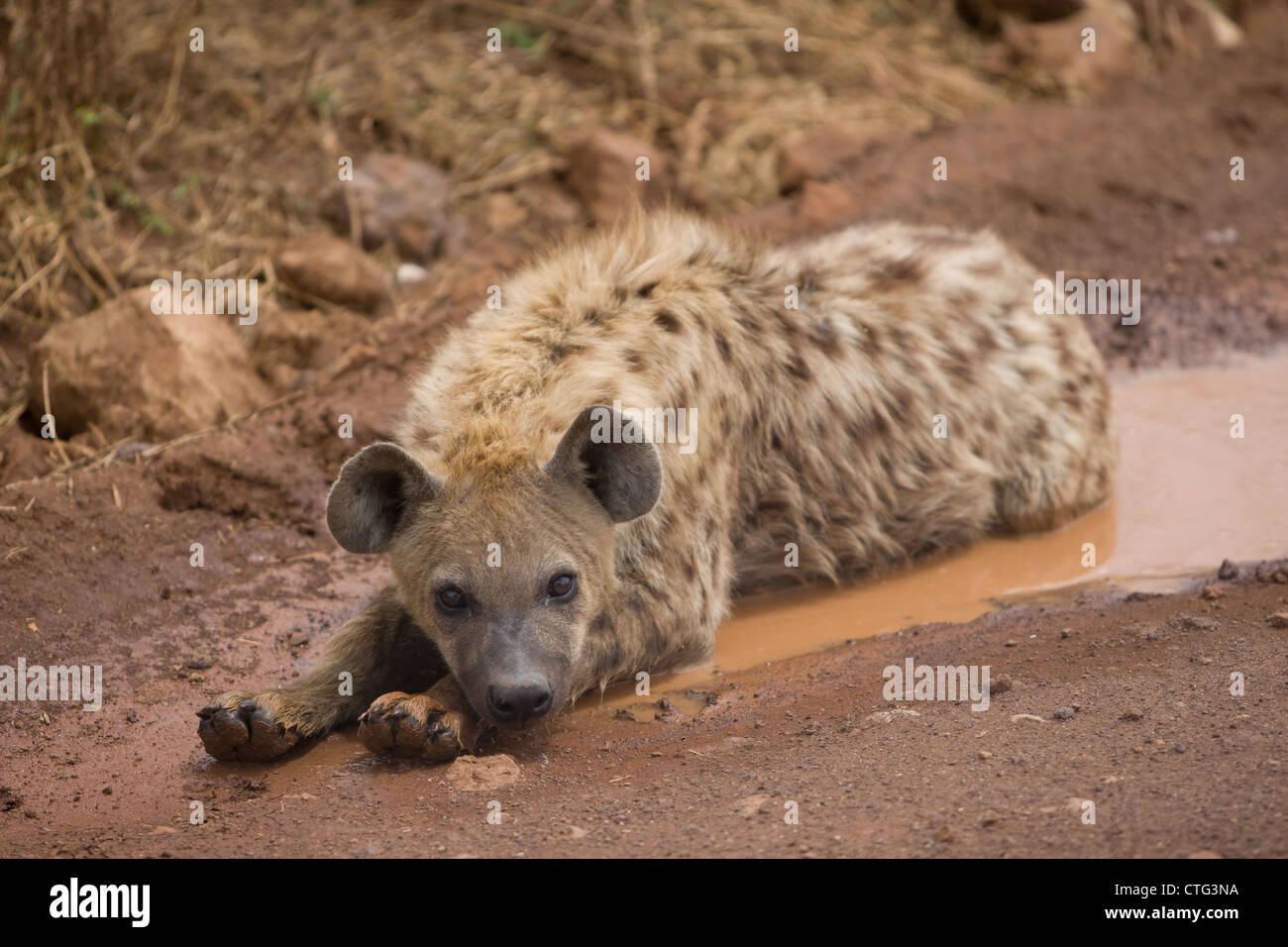 spotted hyena sitting in puddle, tanzania Stock Photo - Alamy
