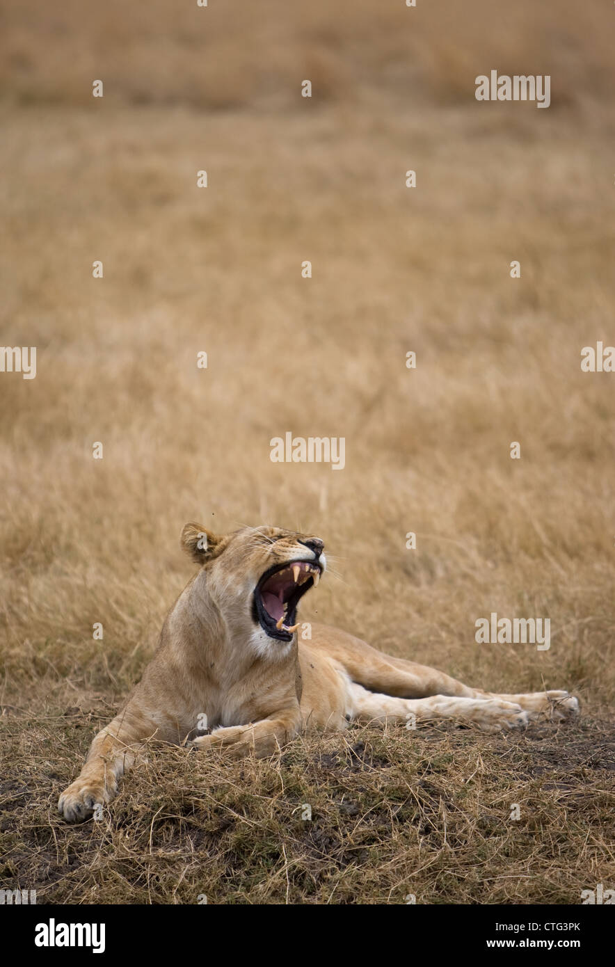 mother lioness roaring Stock Photo - Alamy