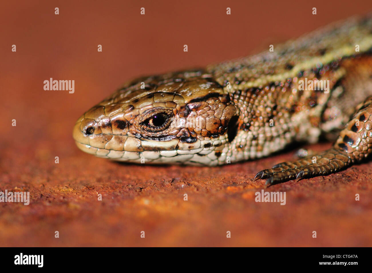 The head and shoulders of a common lizard UK Stock Photo - Alamy