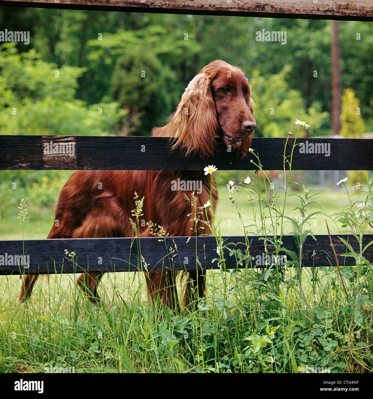 Hunting dog irish setter hi-res stock photography and images - Alamy