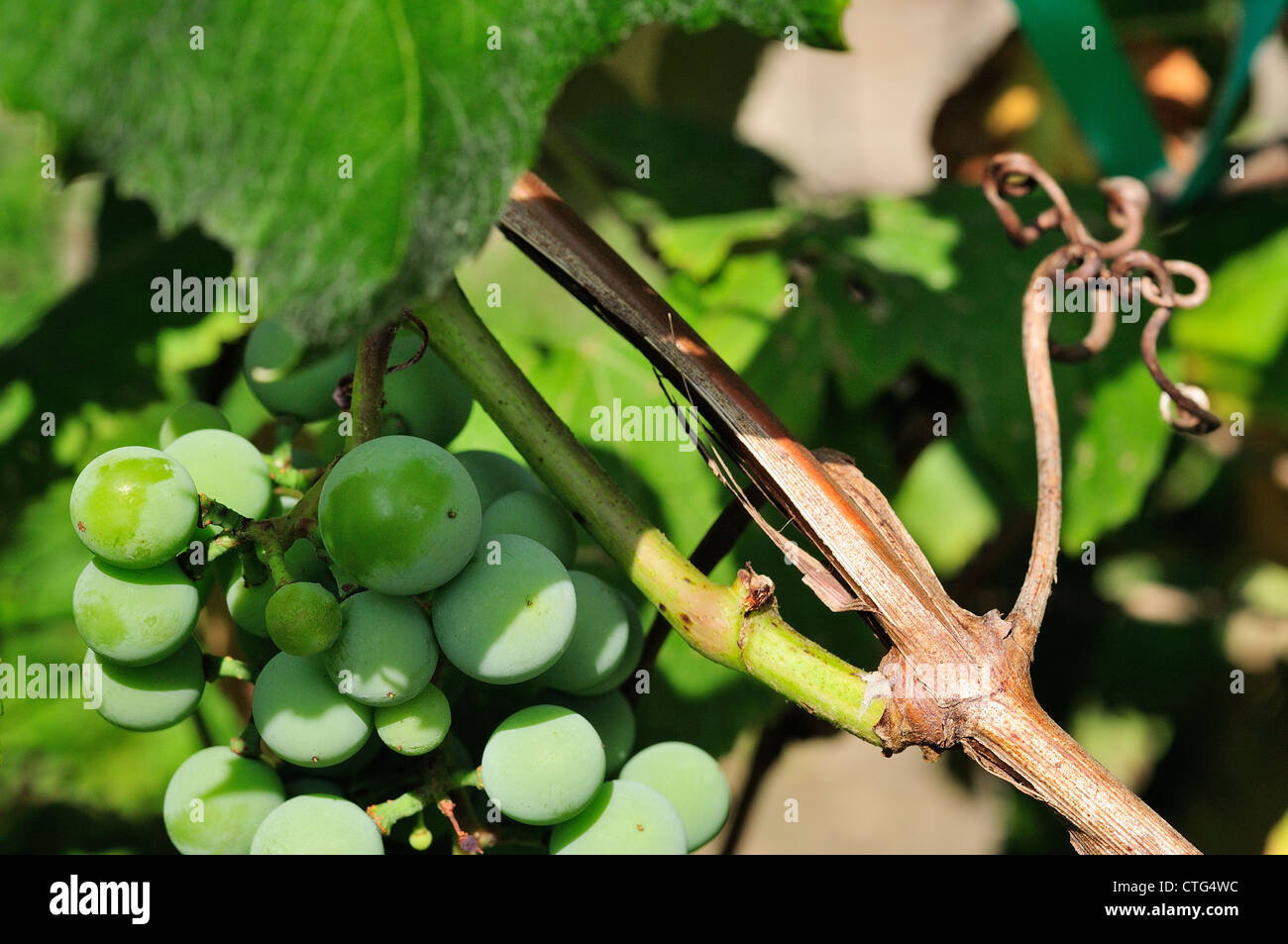 Concord grape plants hi-res stock photography and images - Alamy