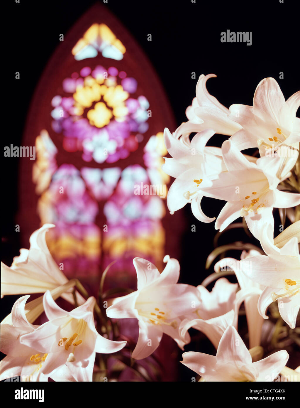 Easter Lily Stained Glass