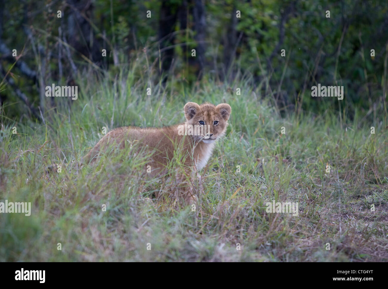 young lion cub peaking through long grass Stock Photo - Alamy