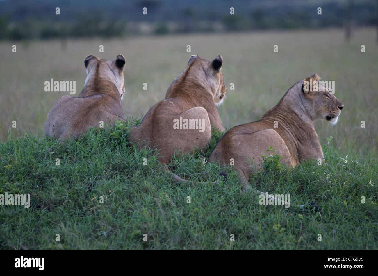 three female lions sitting in Tanzania Stock Photo - Alamy