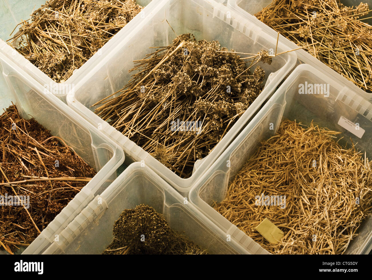 Seedpod hi-res stock photography and images - Alamy