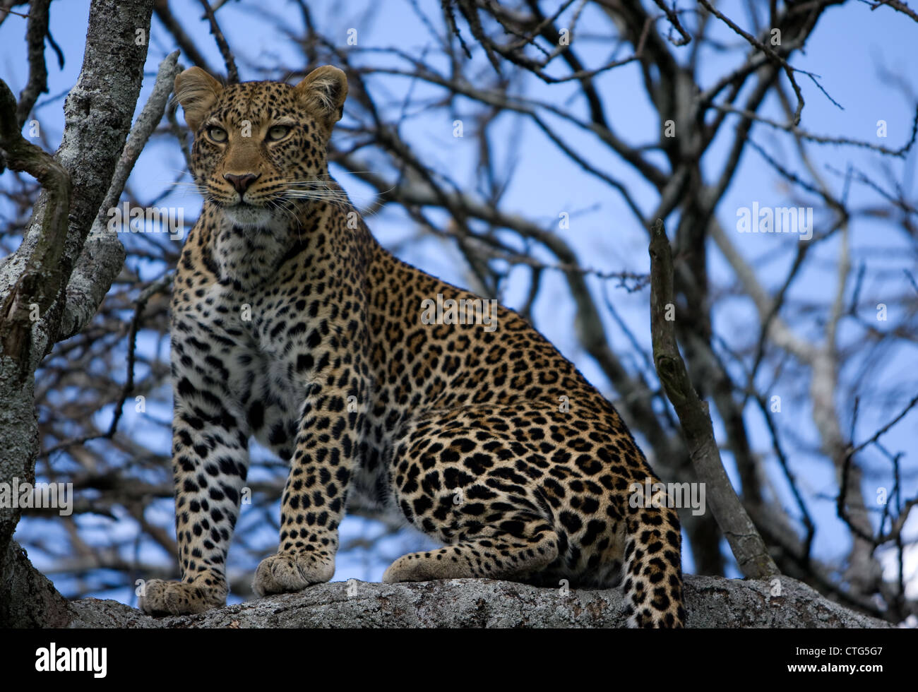 leopard sitting, resting, in tree in Tanzania Stock Photo - Alamy