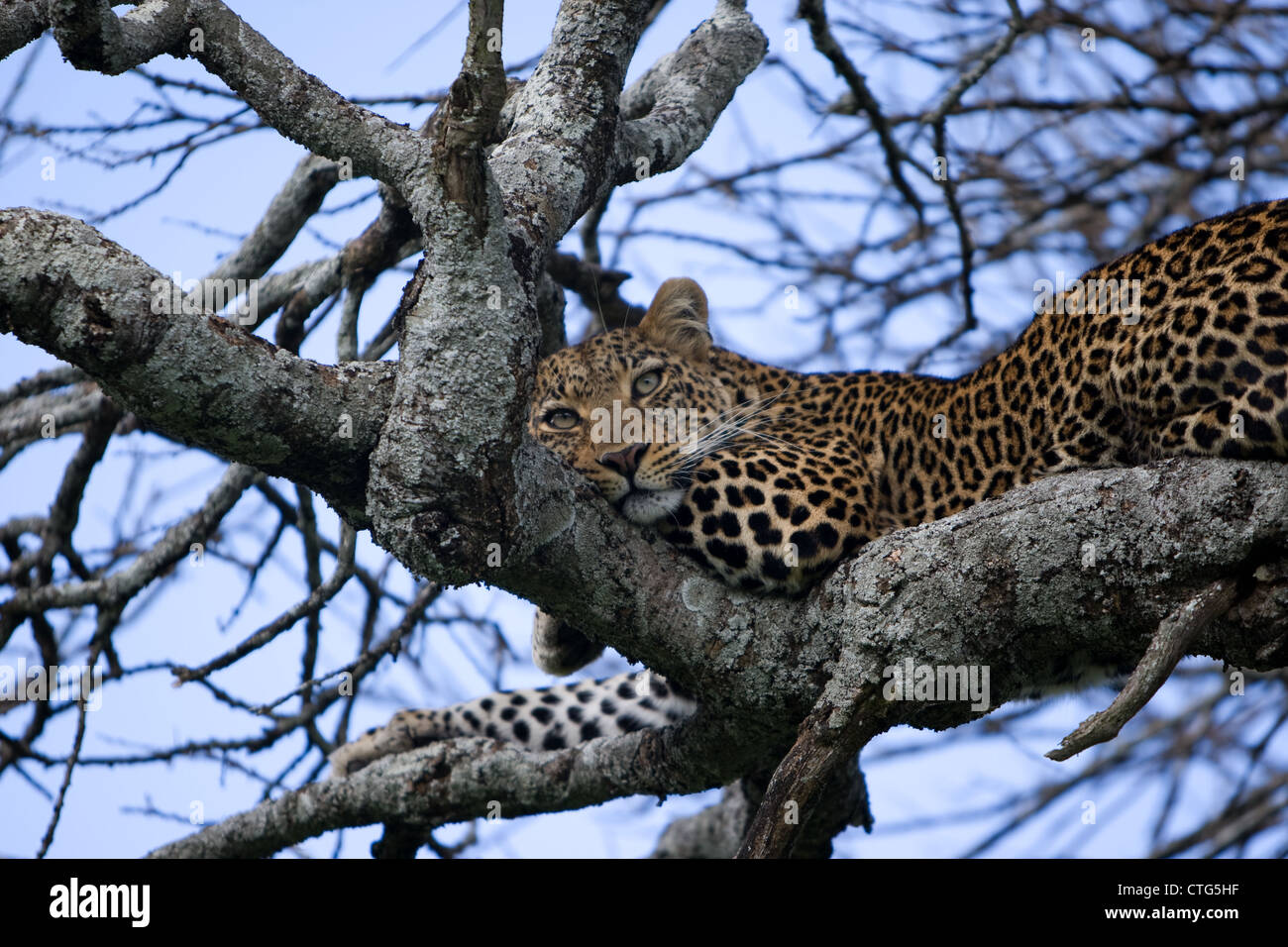 leopard sitting, resting, sleeping in tree in Tanzania Stock Photo - Alamy