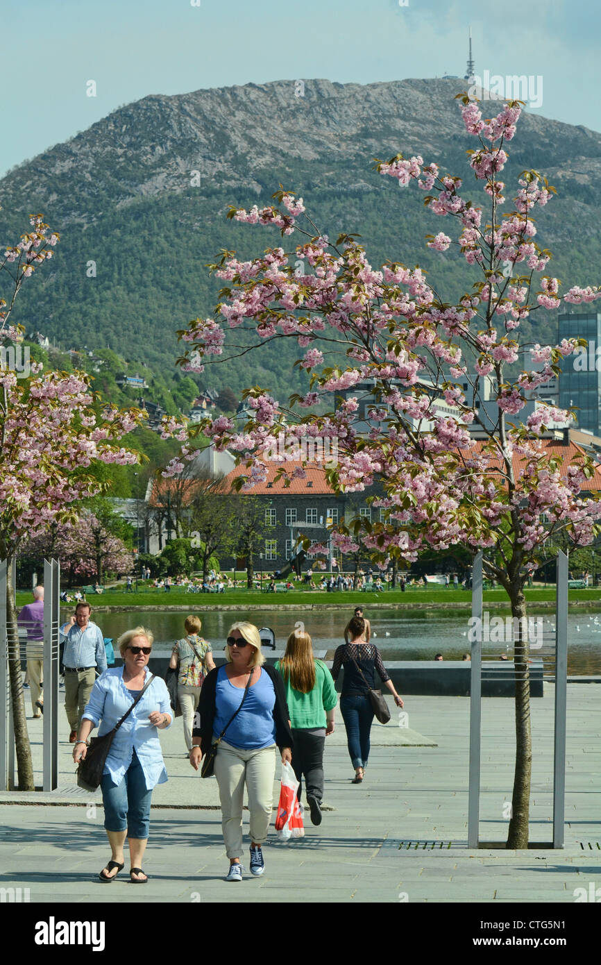 The city of Bergen shining in summer time Stock Photo - Alamy