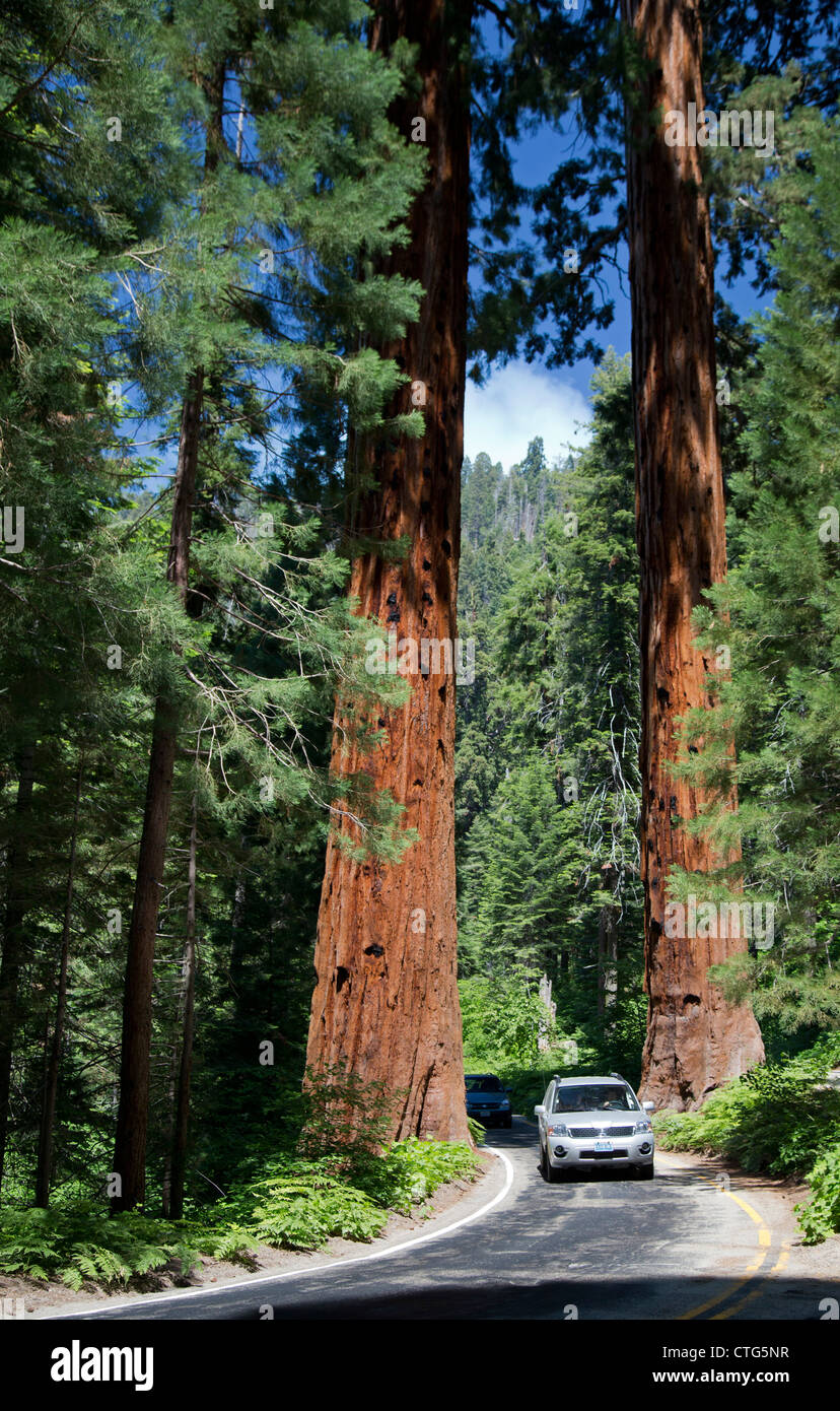 Sequoia Tree Car