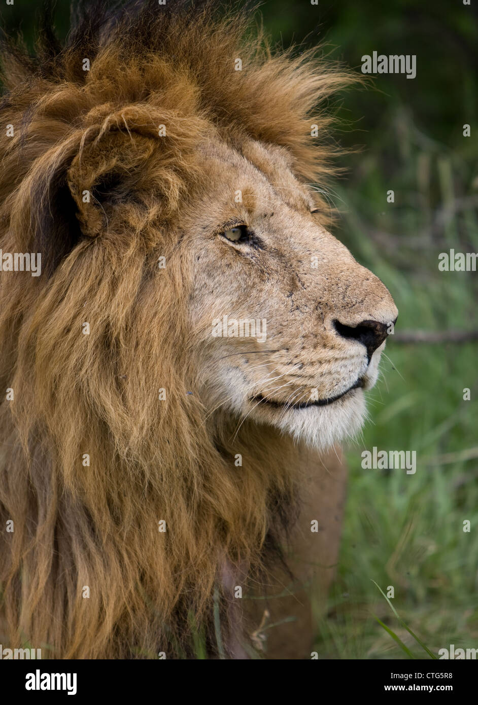 Lion mane hi-res stock photography and images - Alamy