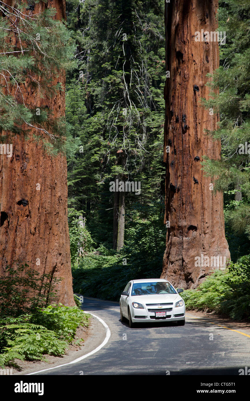 Sequoia drive High Resolution Stock Photography and Images - Alamy