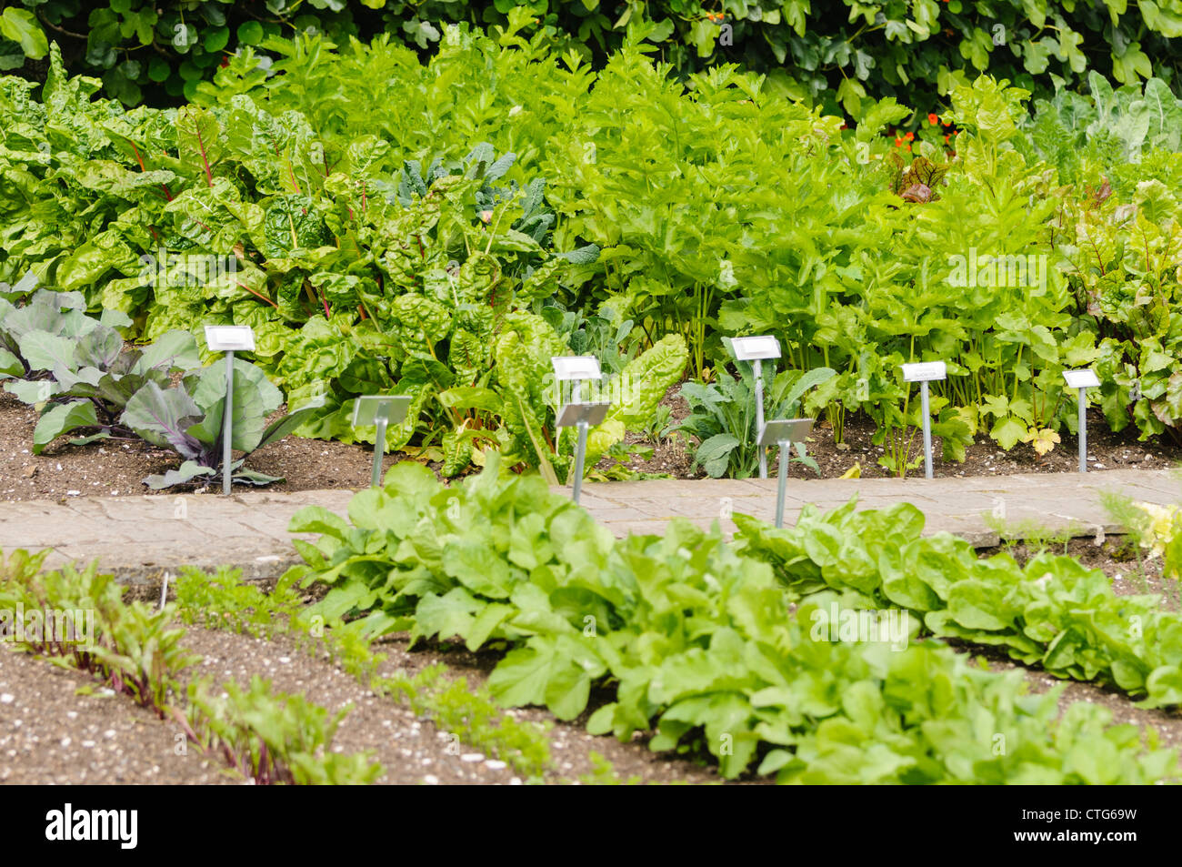 General view over a vegetable plot Stock Photo - Alamy