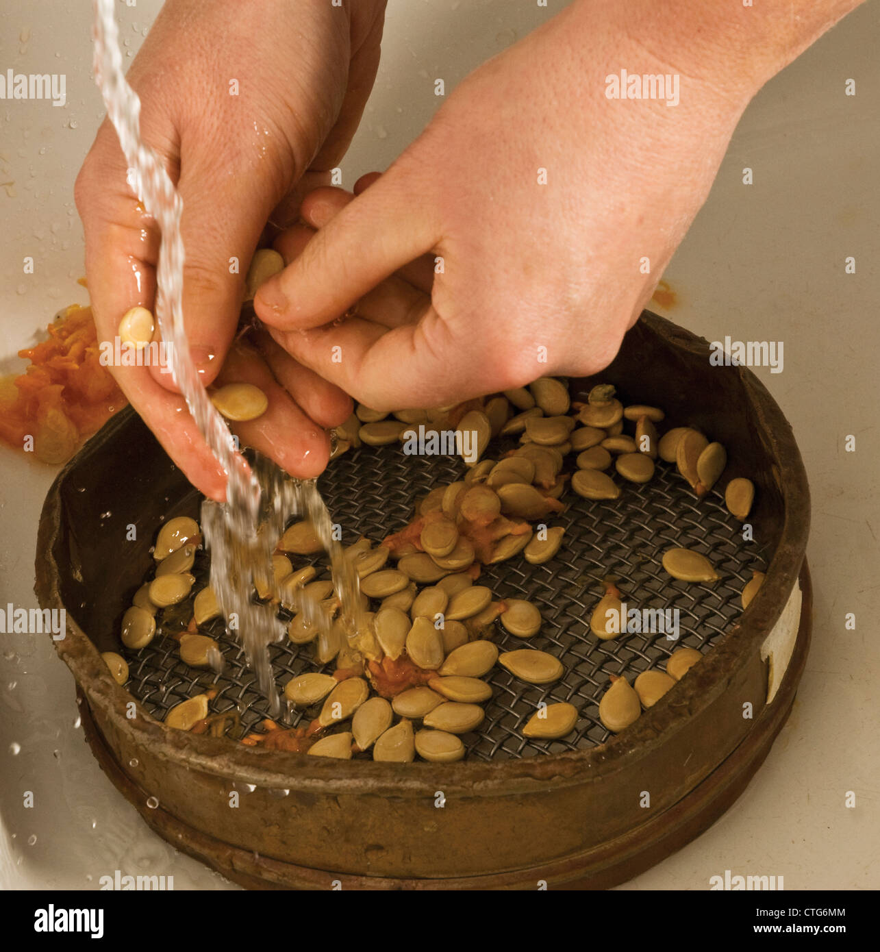 Curcubita maxima 'Queensland blue', Pumpkin Stock Photo - Alamy