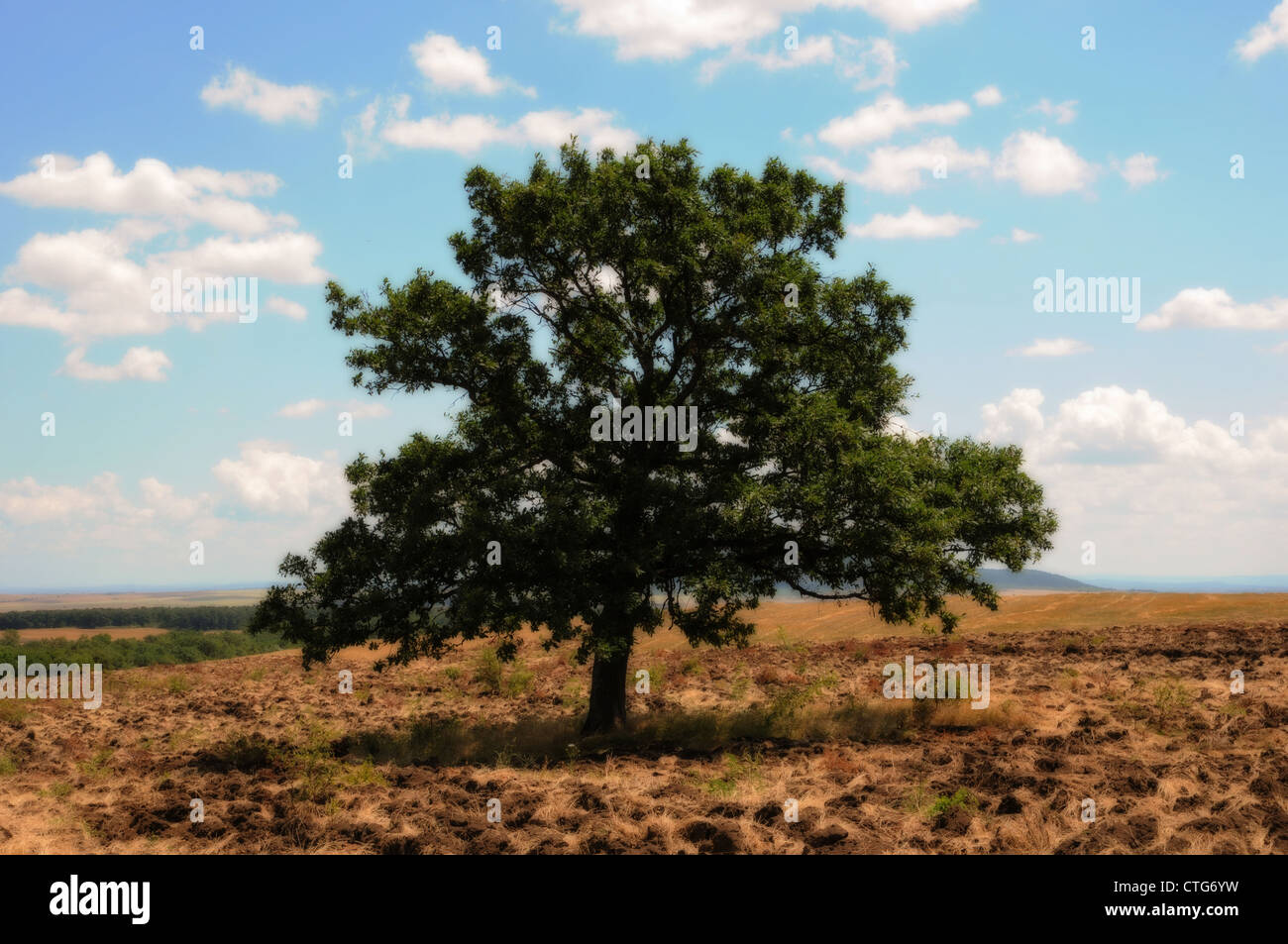 A large beautiful oak tree Stock Photo - Alamy