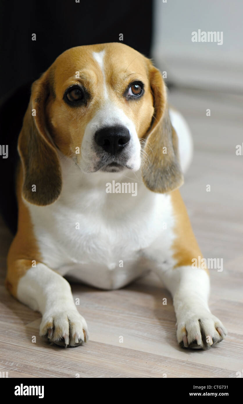 Beagle hi-res stock photography and images - Alamy