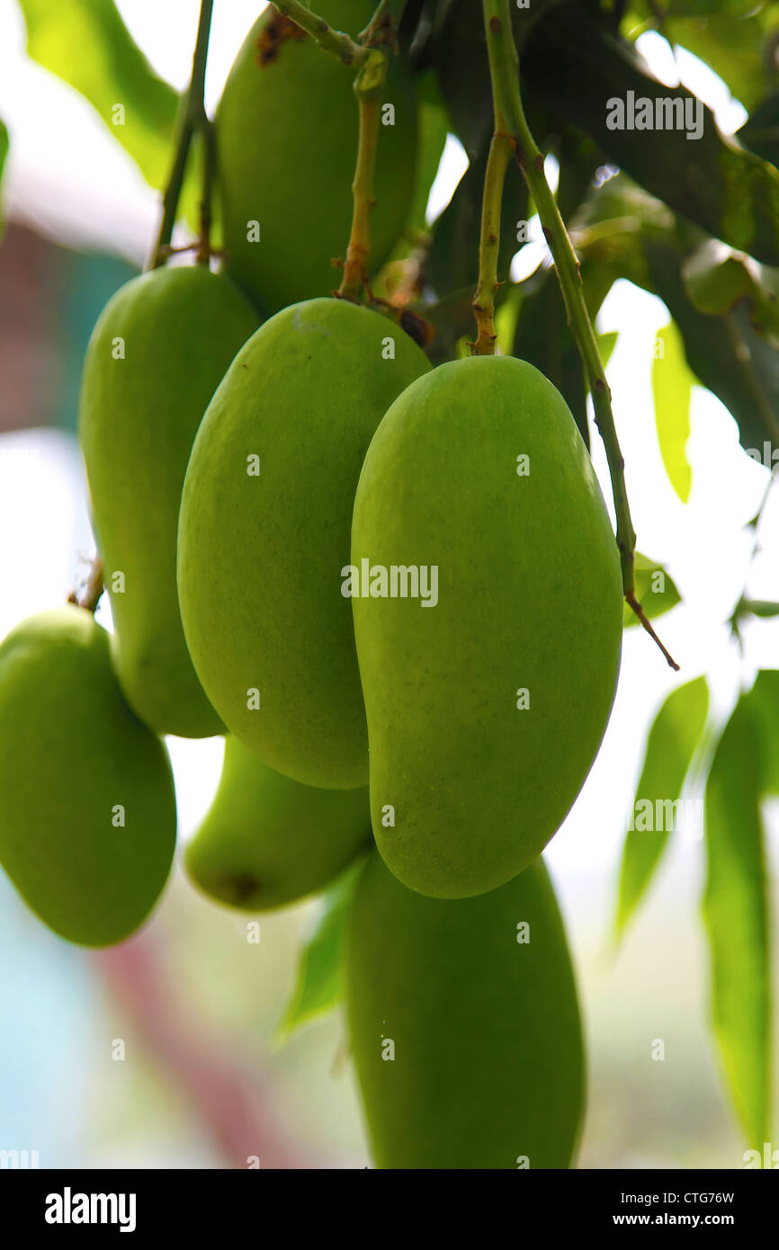 Green Mango Stock Photo - Alamy