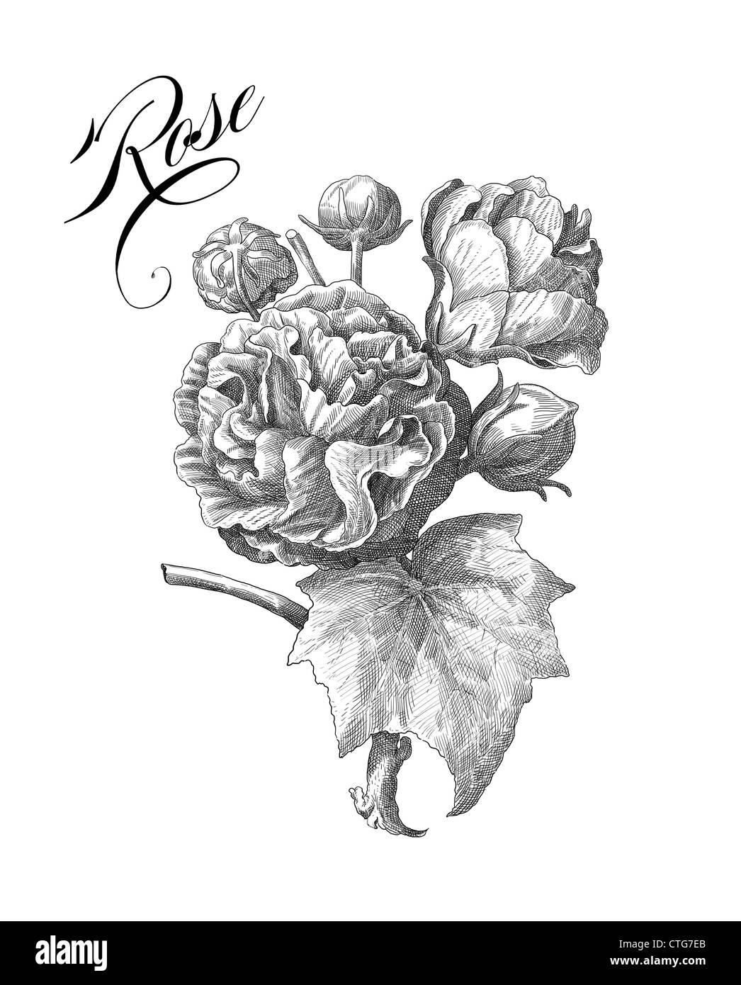 Old rose illustration Stock Photo - Alamy