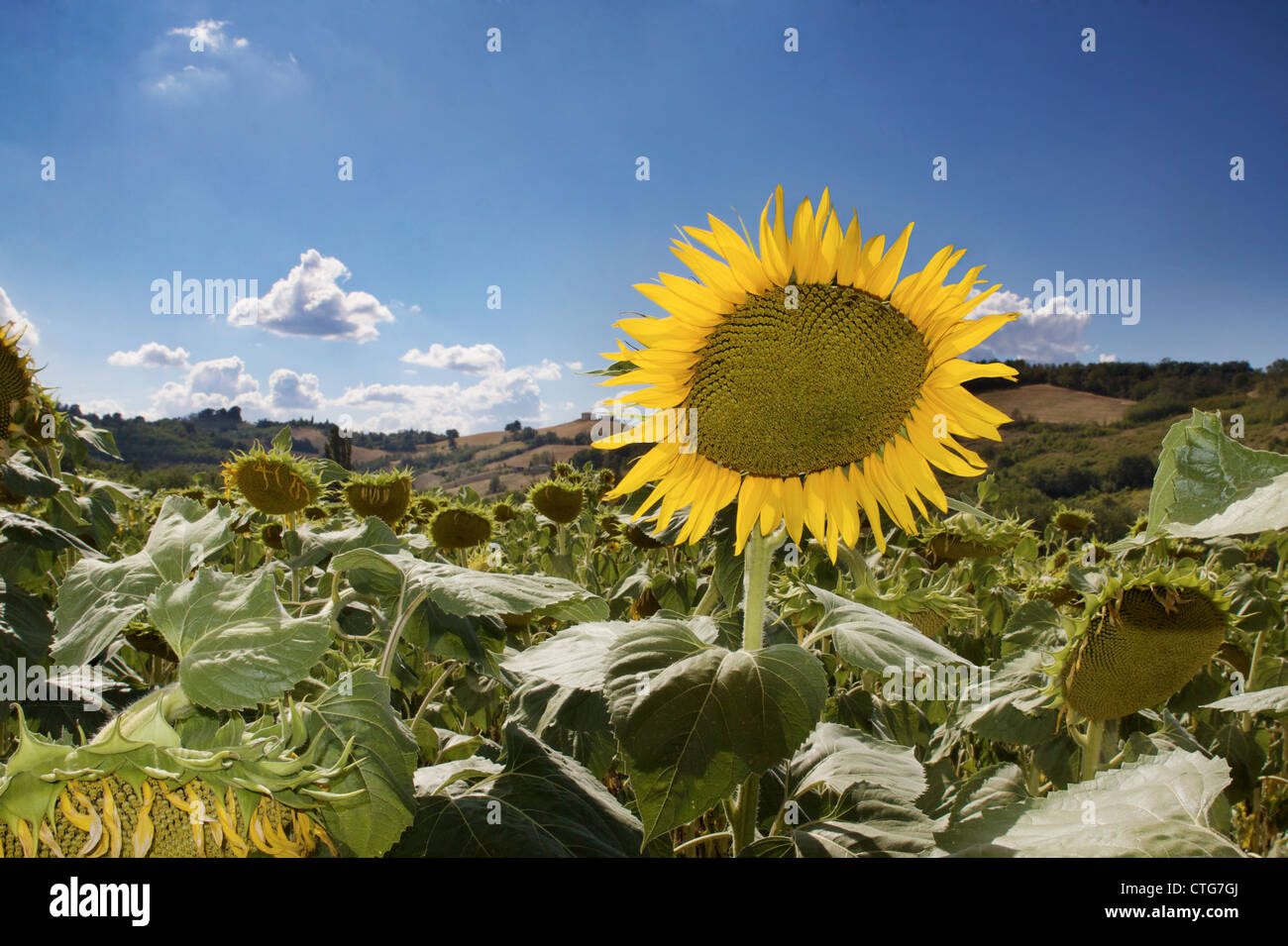 Lonely Sunflower in a whithered Flower field, Italy landscape under a ...