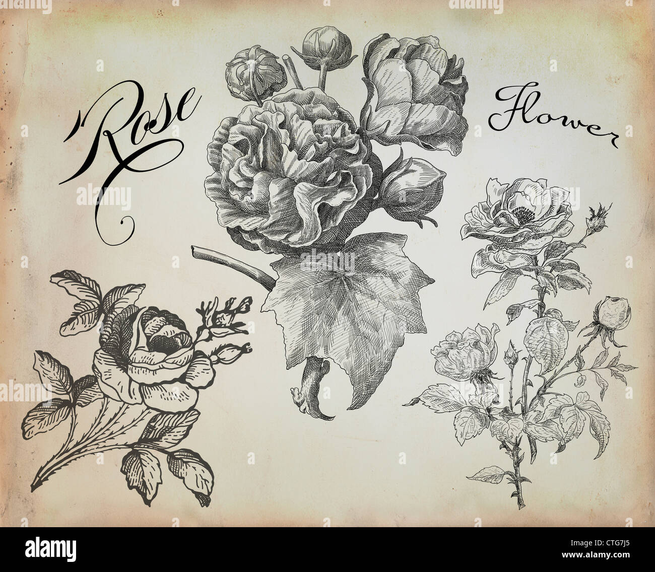 Old rose illustration Stock Photo - Alamy