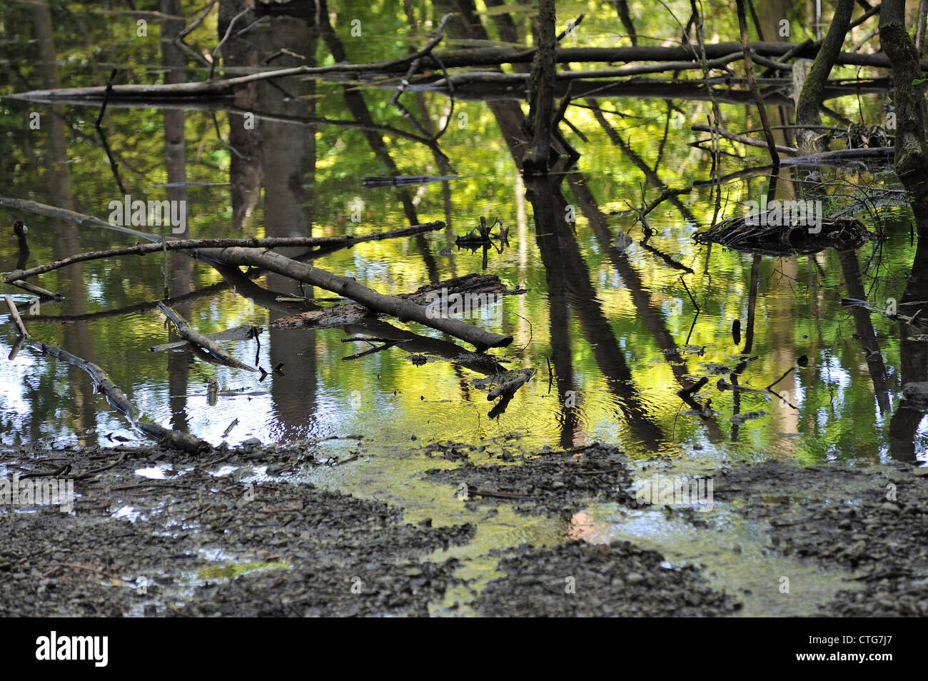 pool with reflecting surface in a forest Stock Photo - Alamy