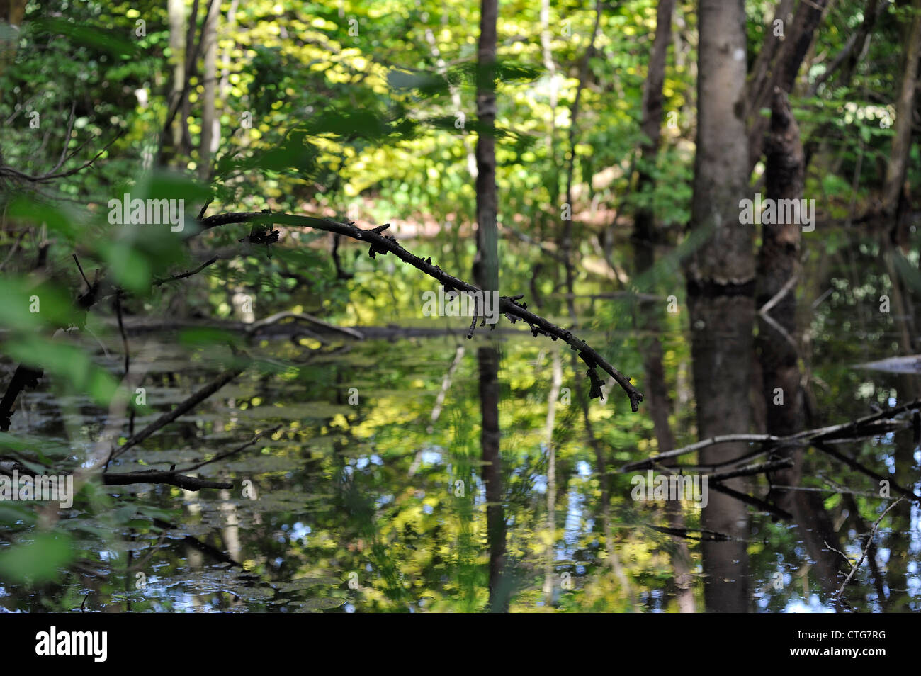 pool with reflecting surface in a forest Stock Photo - Alamy
