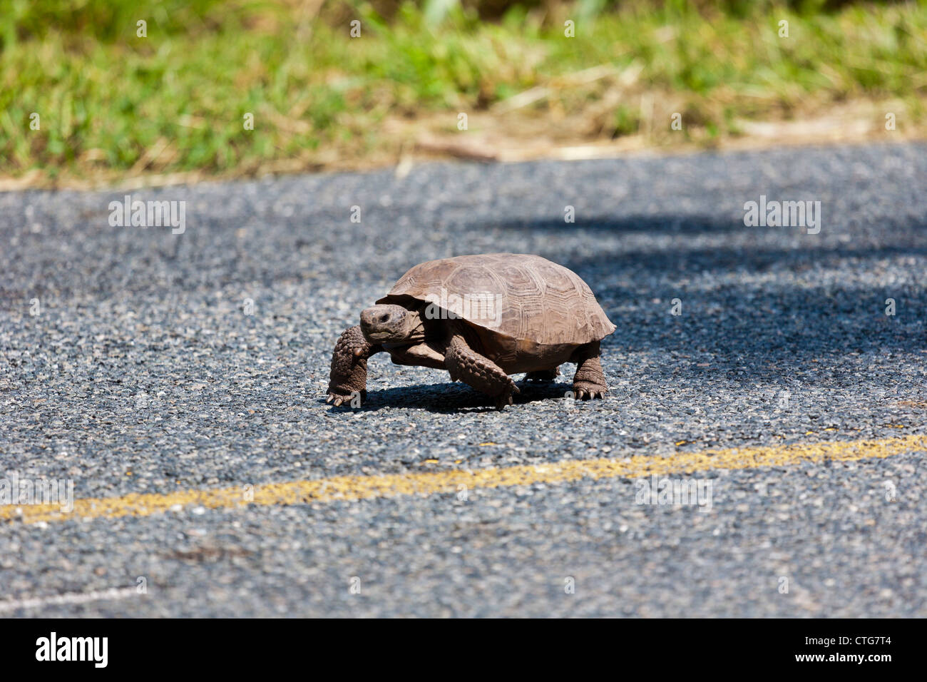 Tortois shell hi-res stock photography and images - Alamy