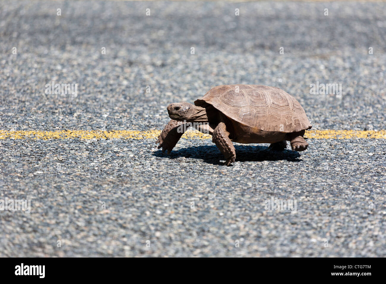 Gopher tortoise (Gopherus polyphemus) walking on the road near Emeralda ...