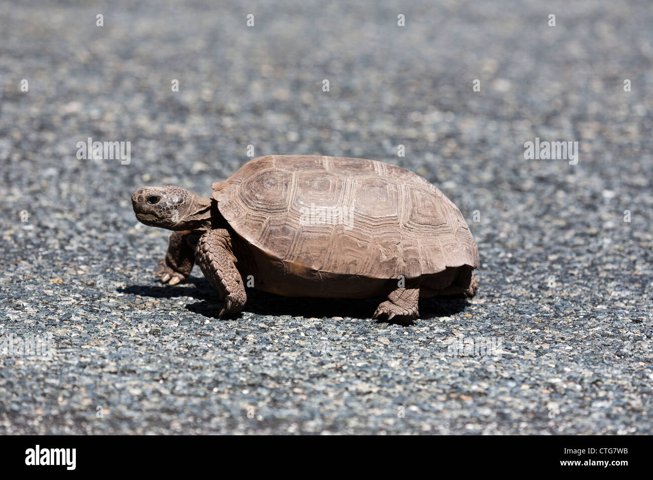 Gopher tortoise (Gopherus polyphemus) walking on the road near Emeralda ...
