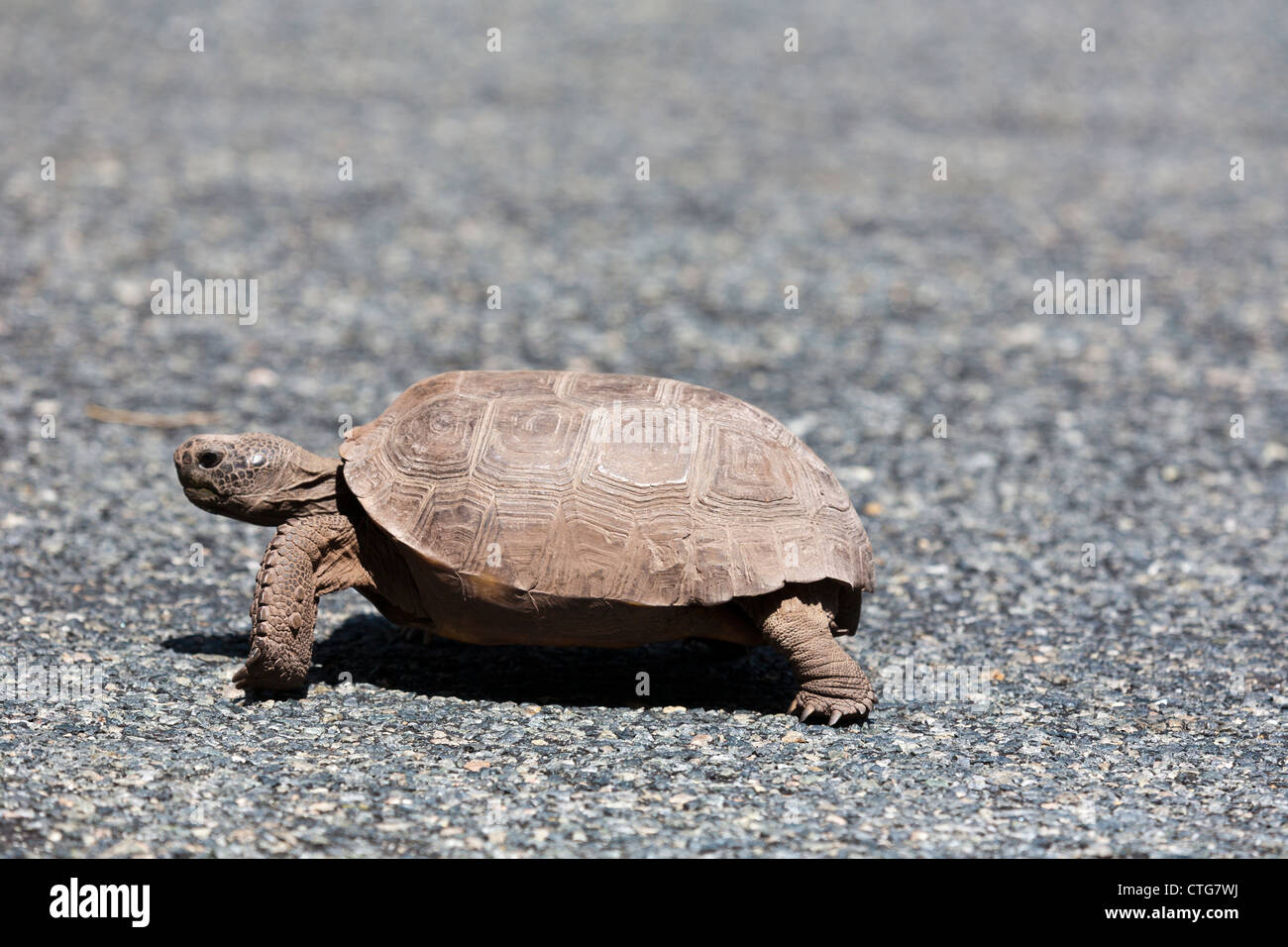 Gopher tortoise (Gopherus polyphemus) walking on the road near Emeralda ...