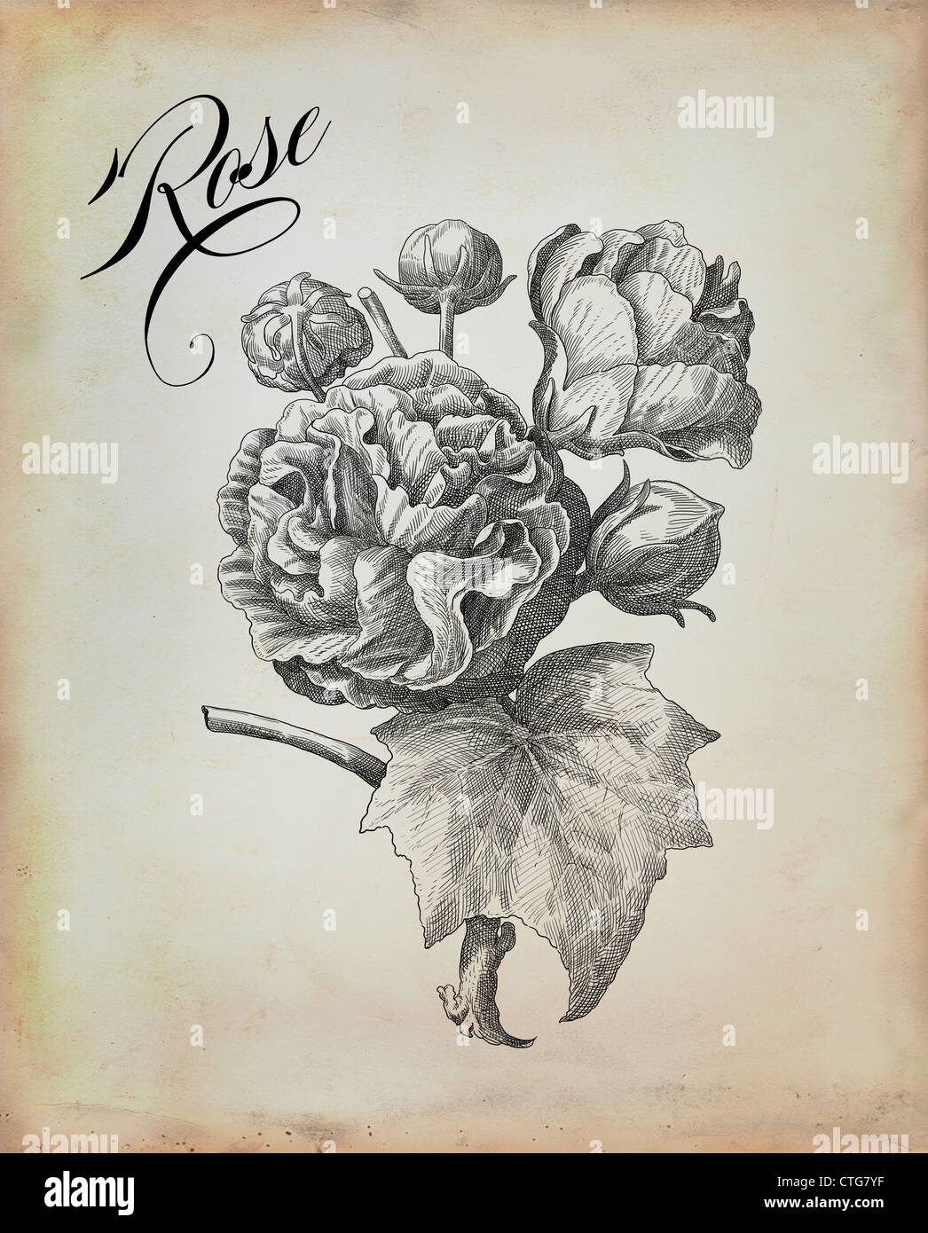 Old rose illustration Stock Photo - Alamy