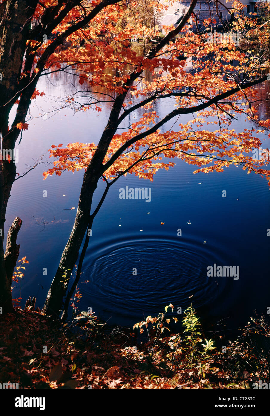 Concentric circles in nature hi-res stock photography and images - Alamy