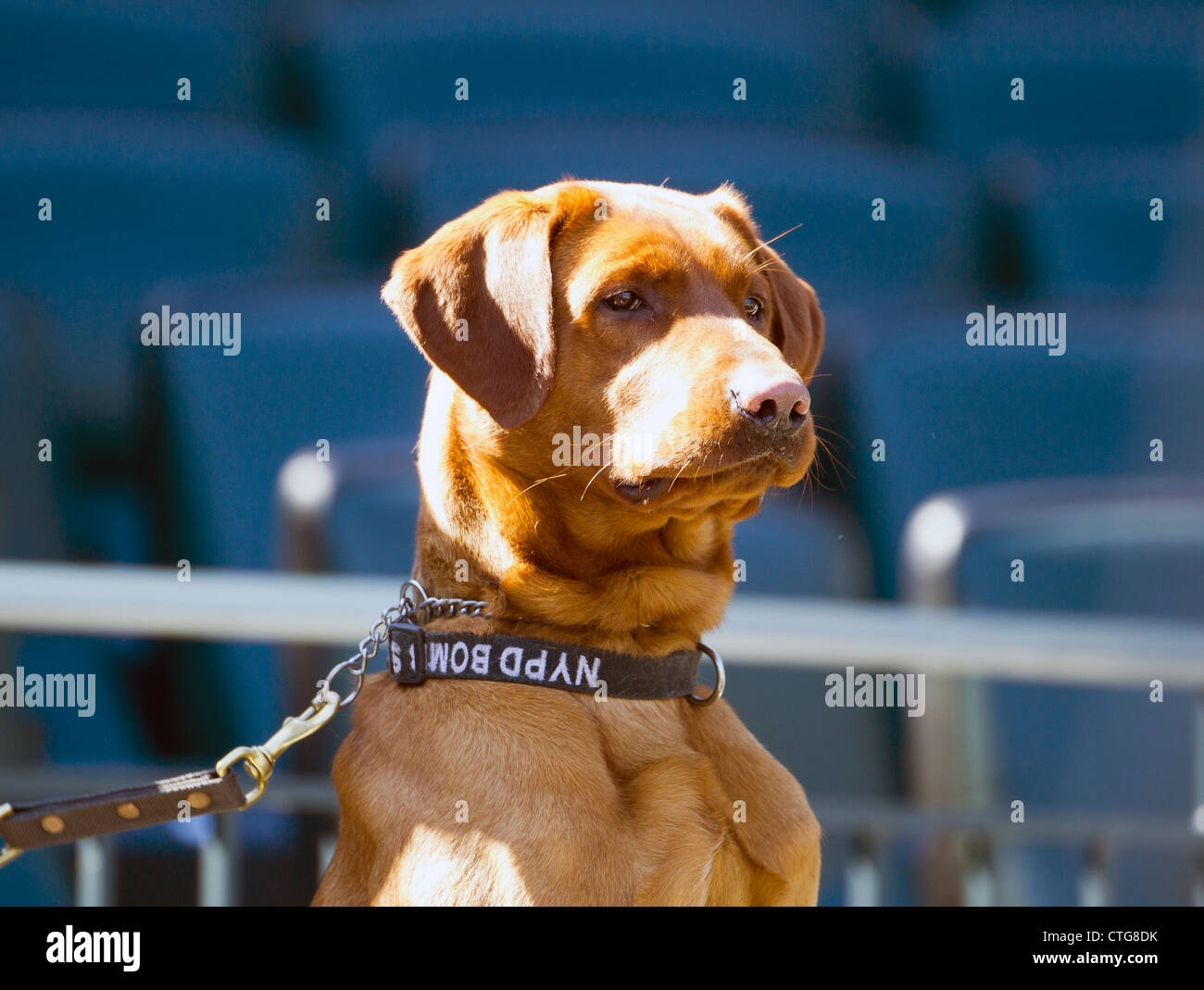 NYPD bomb squad dog at a baseball game Stock Photo - Alamy