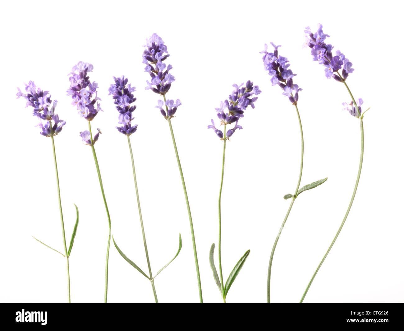 Lavandula augustifolia lavender hi-res stock photography and images - Alamy