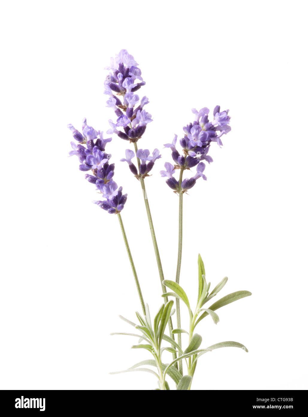 English lavender garden Cut Out Stock Images & Pictures - Alamy