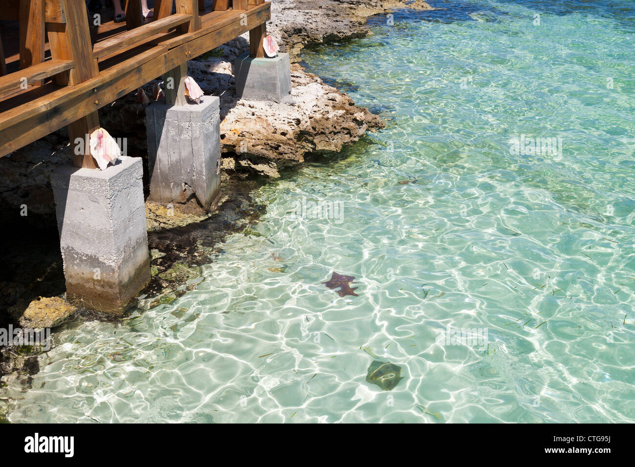 Starfish and shells in shallow water near beach at Half Moon Cay ...