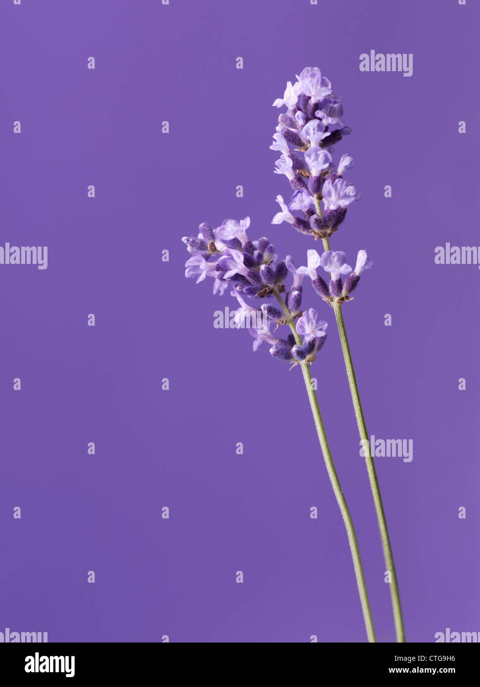 Lavandula augustifolia, Lavender Stock Photo - Alamy