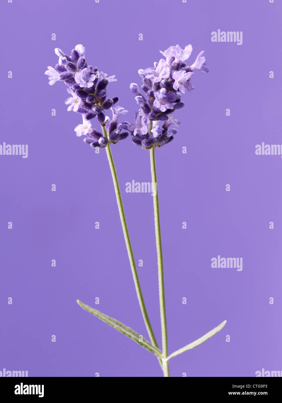 Lavender cut out hi-res stock photography and images - Alamy