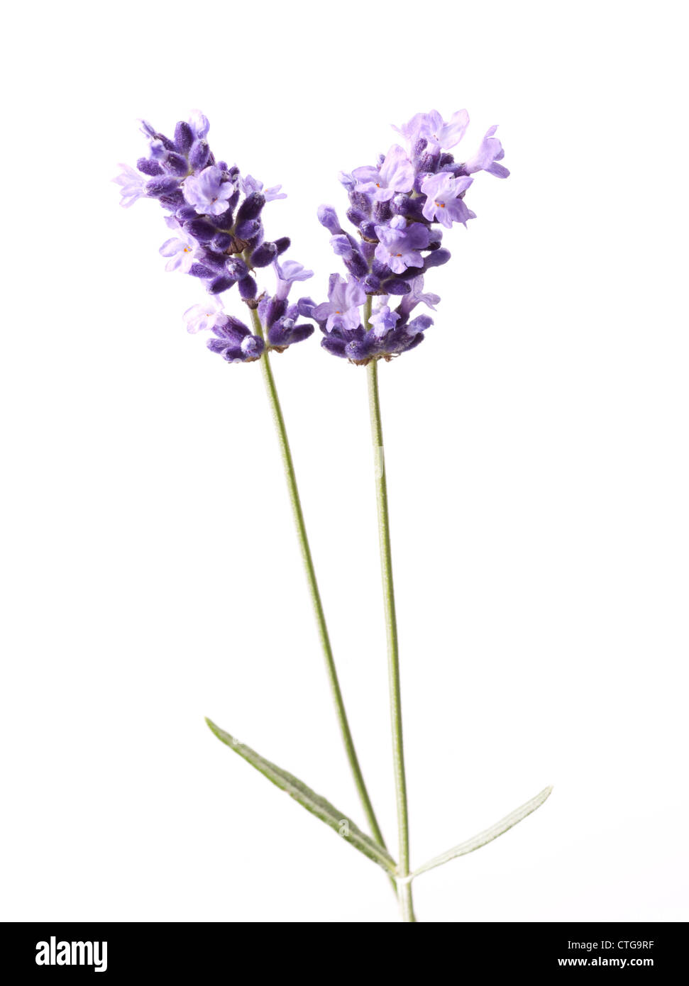 English lavender flower Cut Out Stock Images & Pictures - Alamy