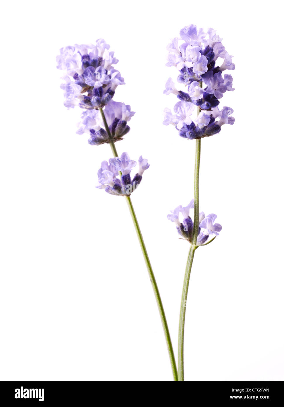 Lavandula augustifolia lavender Cut Out Stock Images & Pictures - Alamy