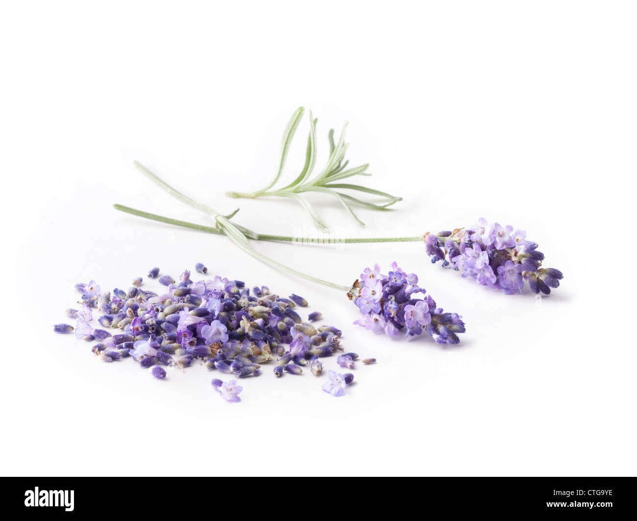 Lavandula augustifolia, Lavender Stock Photo - Alamy