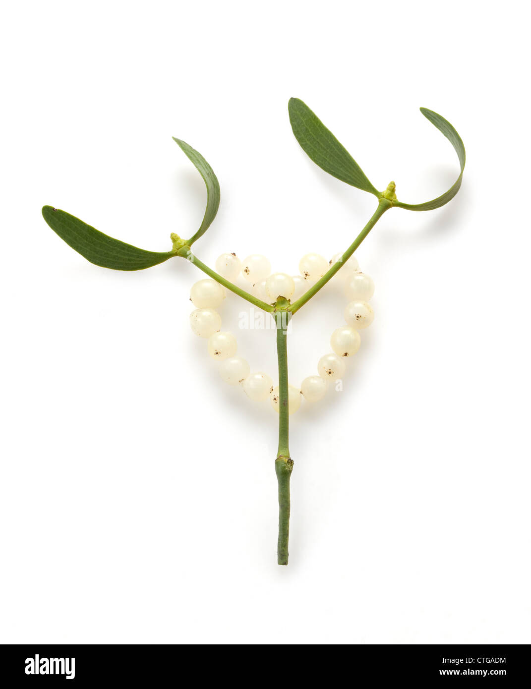 Viscum album, Mistletoe Stock Photo - Alamy