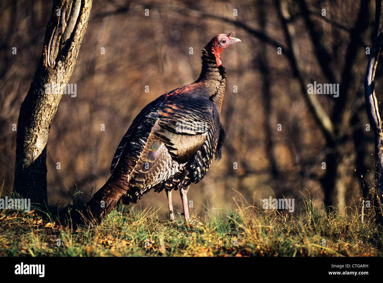 WILD TURKEY STANDING ON GRASS IN WOODS Stock Photo - Alamy