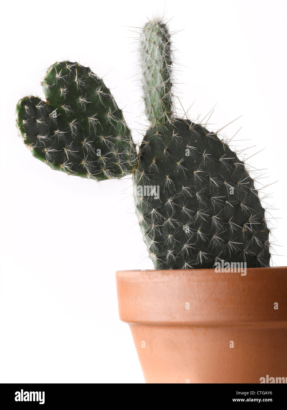 Odd shaped cactus hi-res stock photography and images - Alamy