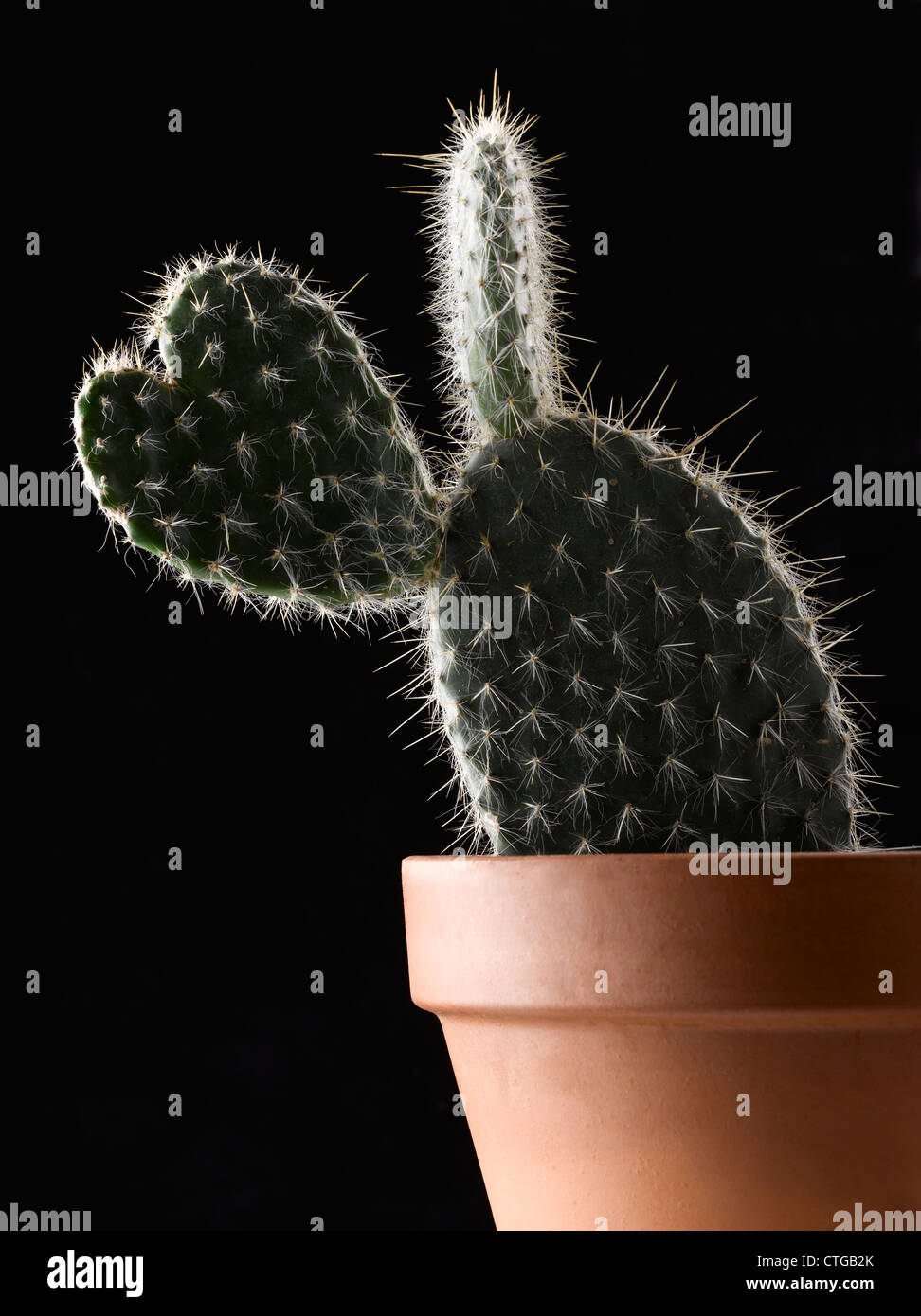 Odd shaped cactus hi-res stock photography and images - Alamy