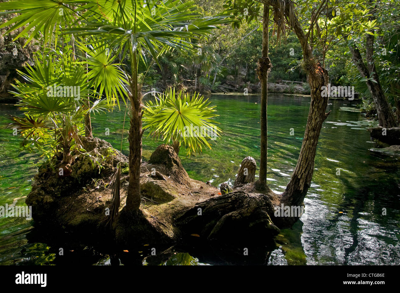 A beautiful lagoon at the bottom of a Yucatan cenote in Mexico's ...