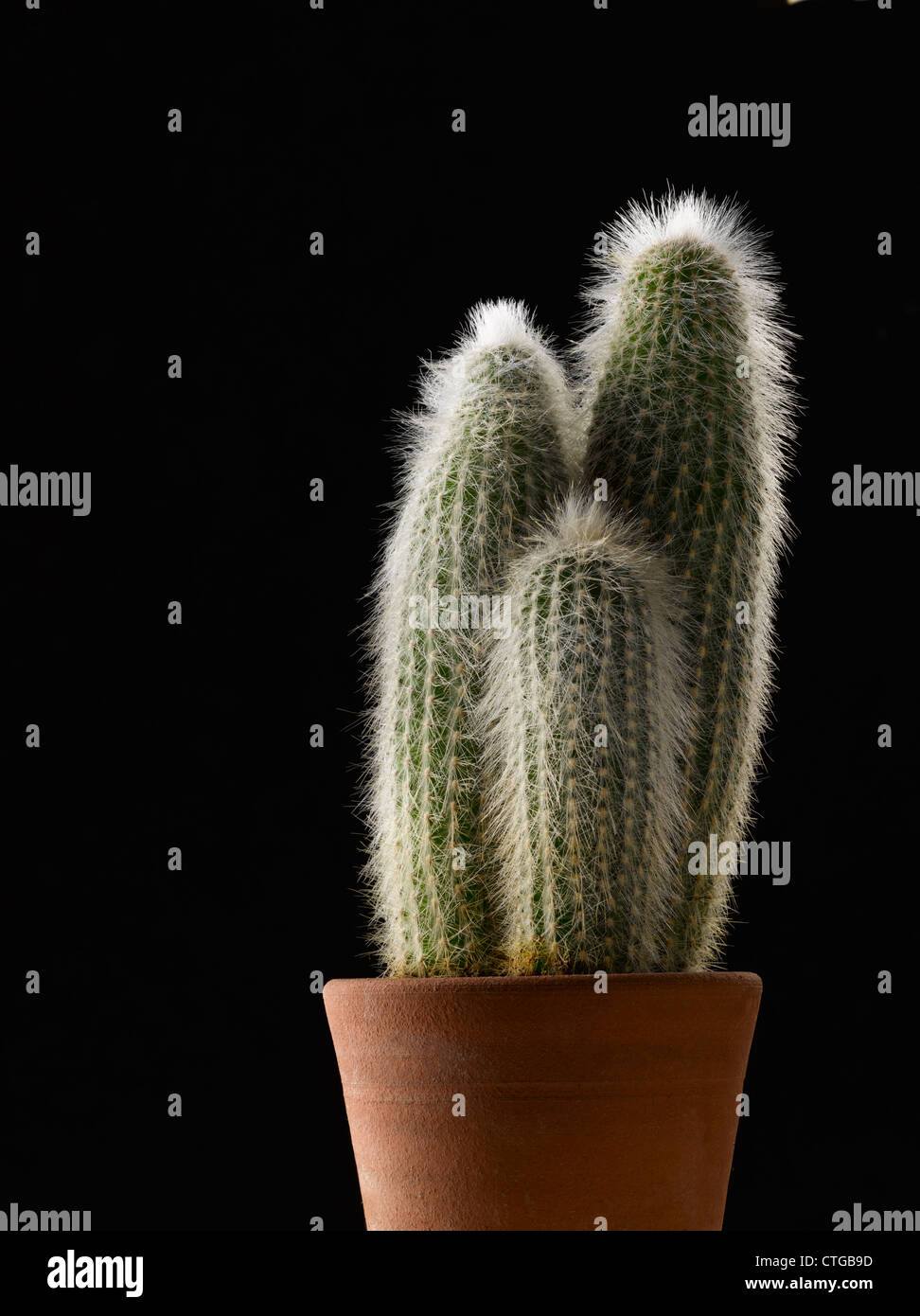 Magnified Cactus High Resolution Stock Photography and Images - Alamy