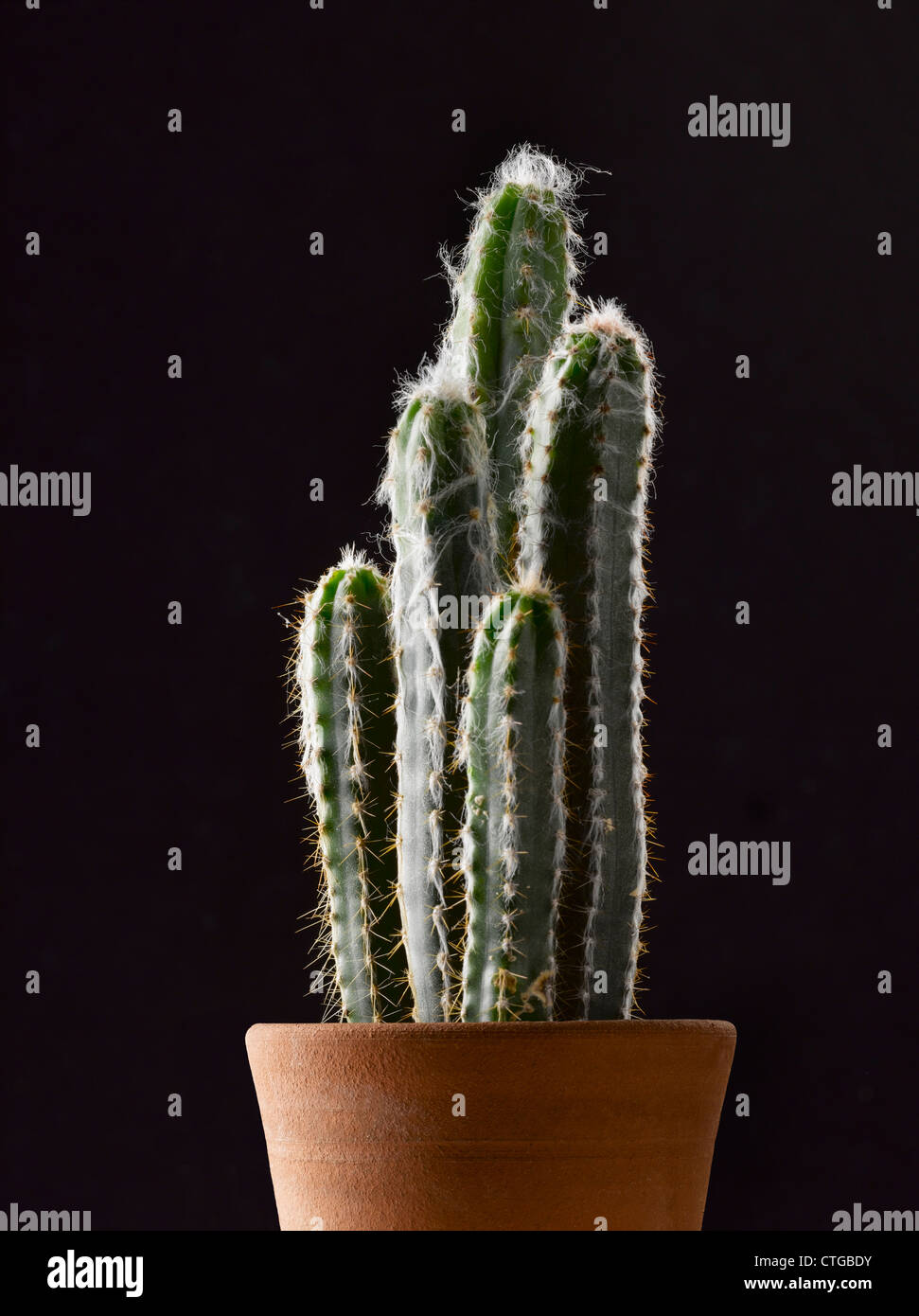 Magnified cactus hi-res stock photography and images - Alamy