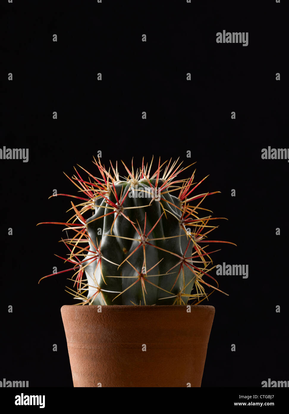 Red Medium Cactus High Resolution Stock Photography and Images - Alamy