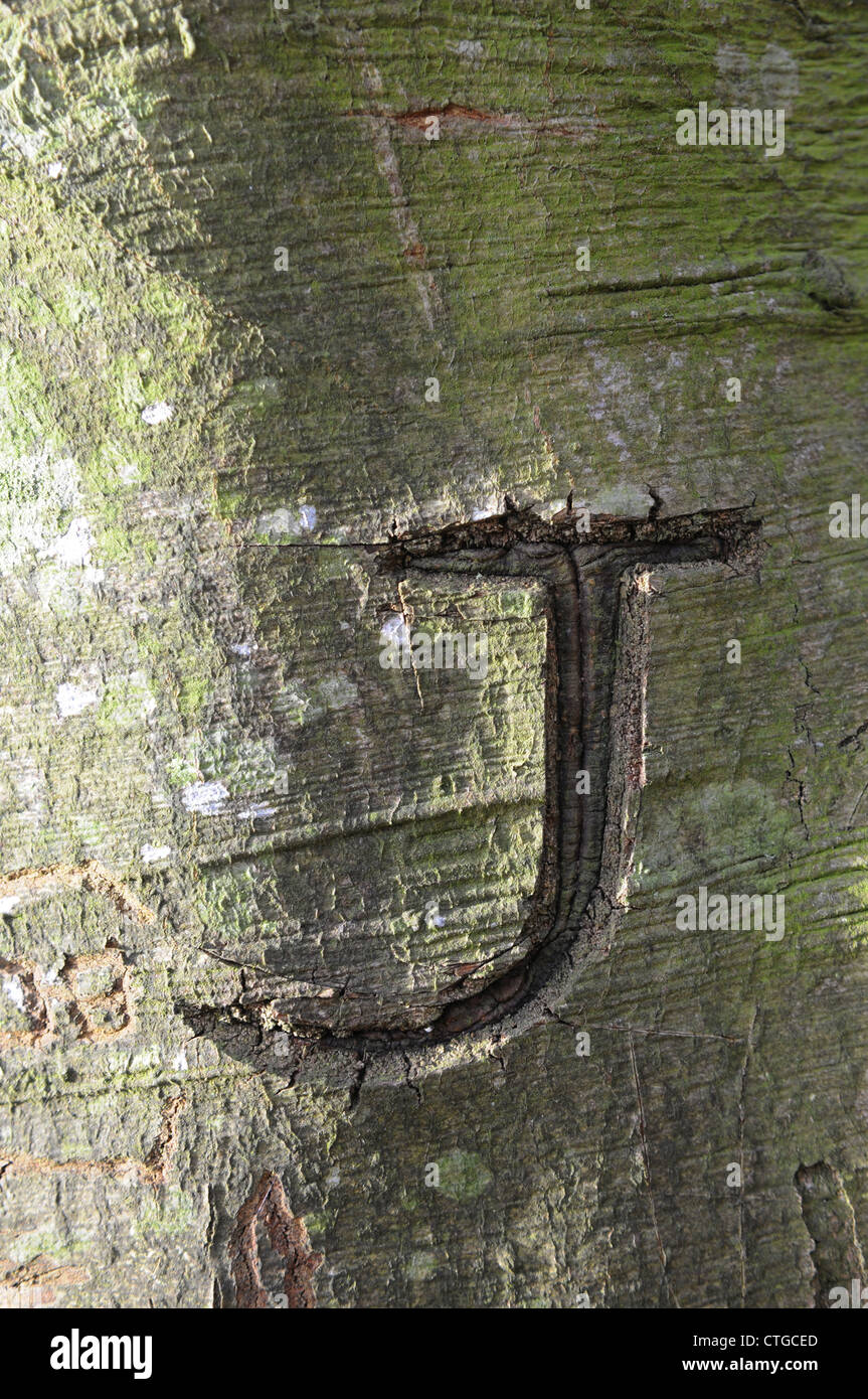 The letter J carved into a beech tree Stock Photo - Alamy